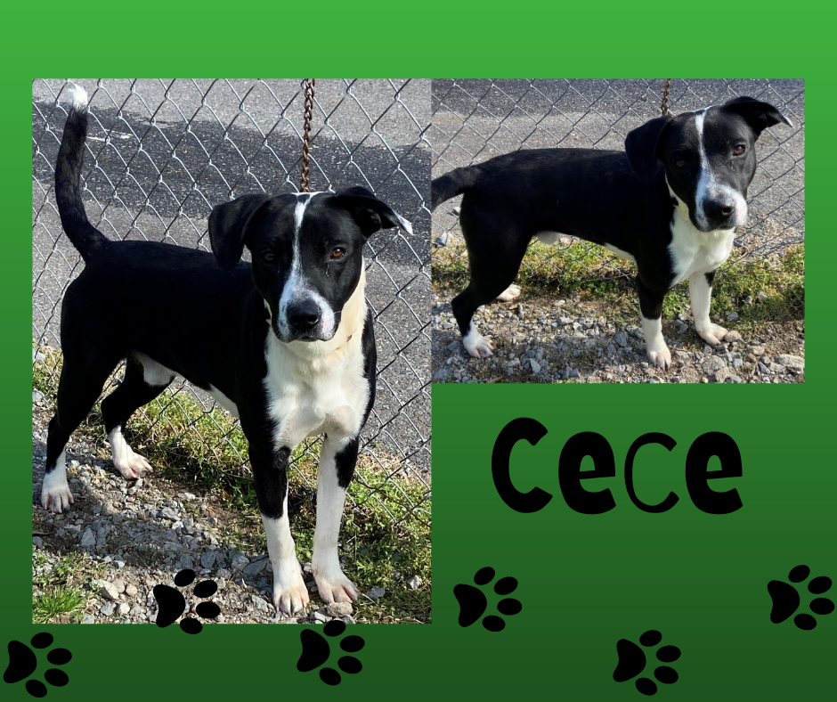 Official Website of Benton Arkansas - Animals Looking For Their Forever ...