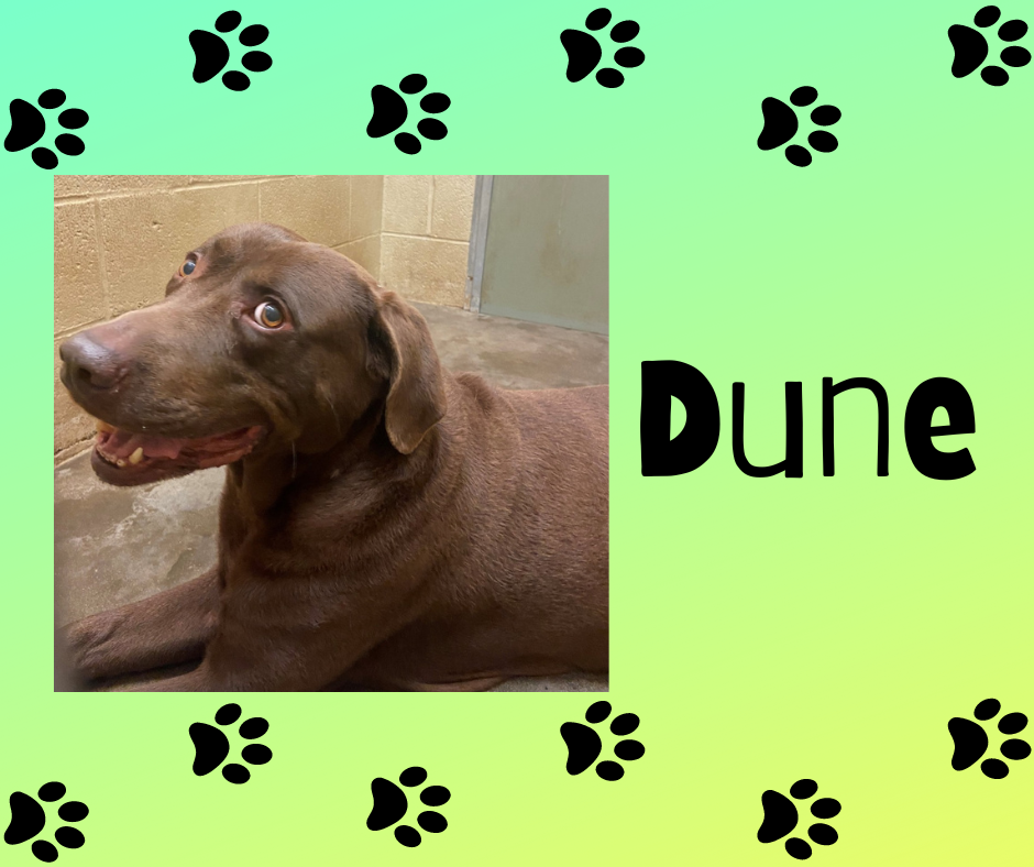 Official Website of Benton Arkansas - Animals Looking For Their Forever ...