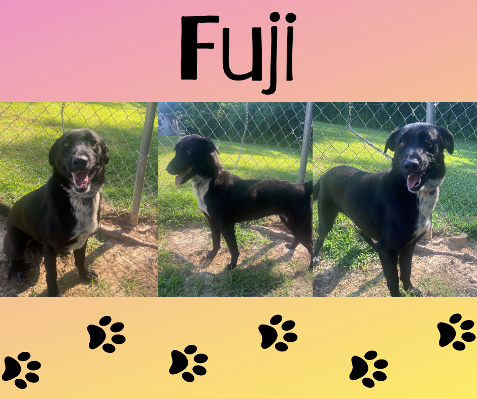 Official Website of Benton Arkansas - Animals Looking For Their Forever ...