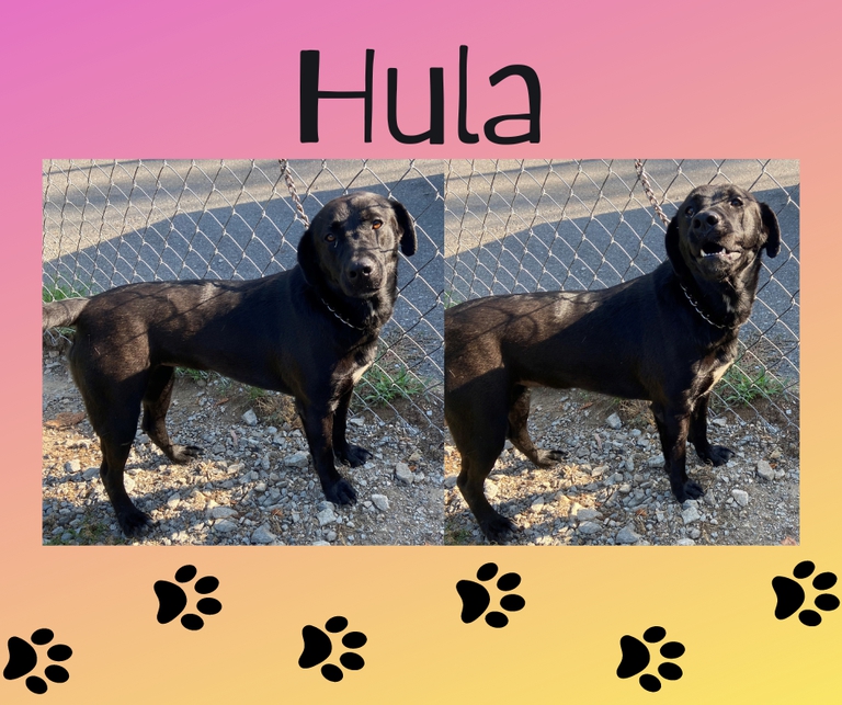 Official Website of Benton Arkansas - Animals Looking For Their Forever ...