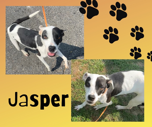 Official Website of Benton Arkansas - Animals Looking For Their Forever ...