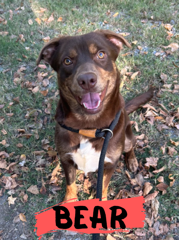 Official Website of Benton Arkansas - Animals Looking For Their Forever ...