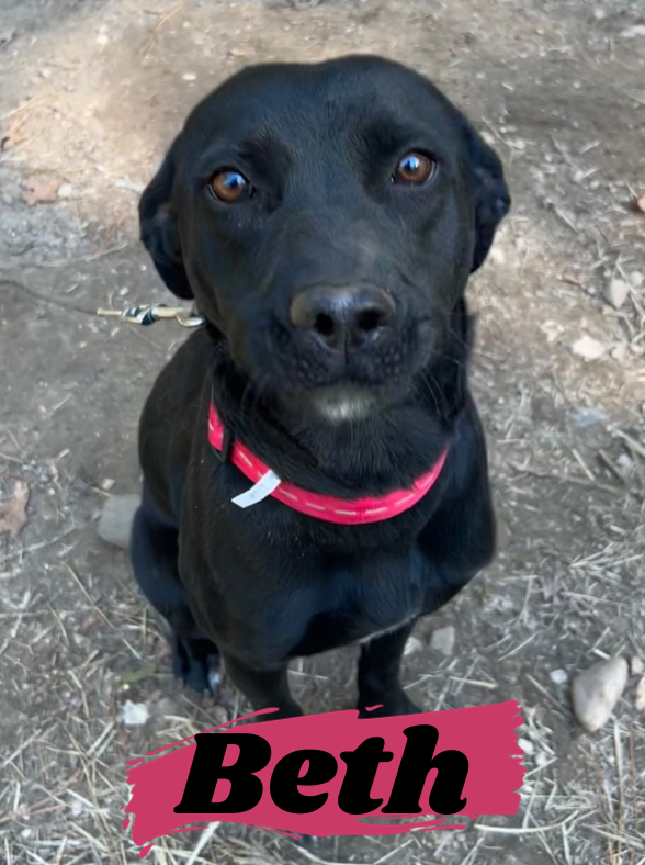 Official Website of Benton Arkansas - Animals Looking For Their Forever ...