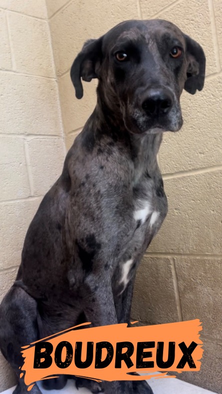 Official Website of Benton Arkansas - Animals Looking For Their Forever ...