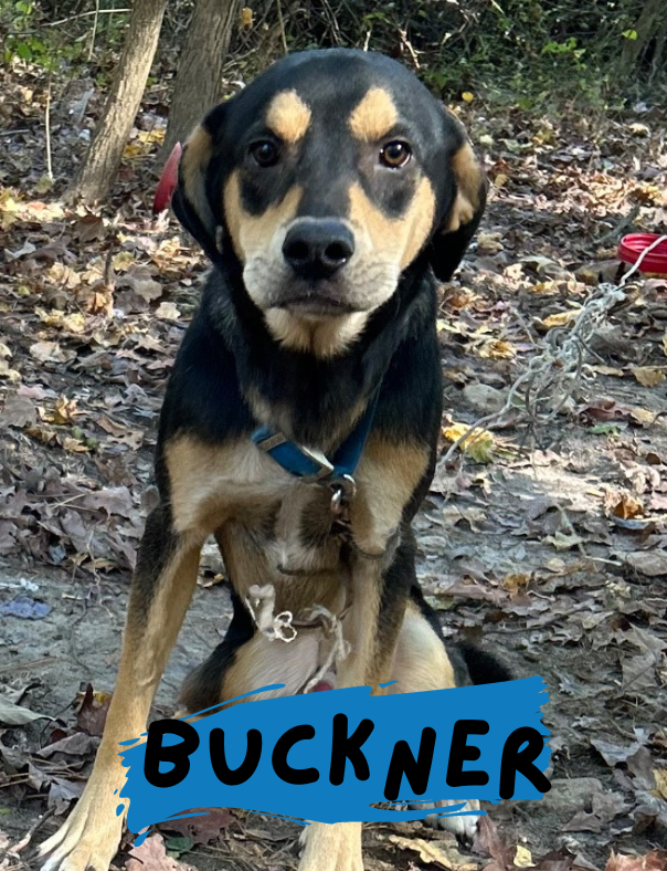 Official Website of Benton Arkansas - Animals Looking For Their Forever ...