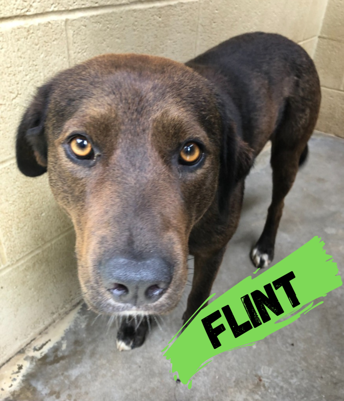 Official Website of Benton Arkansas - Animals Looking For Their Forever ...