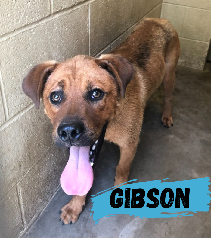 Official Website of Benton Arkansas - Animals Looking For Their Forever ...