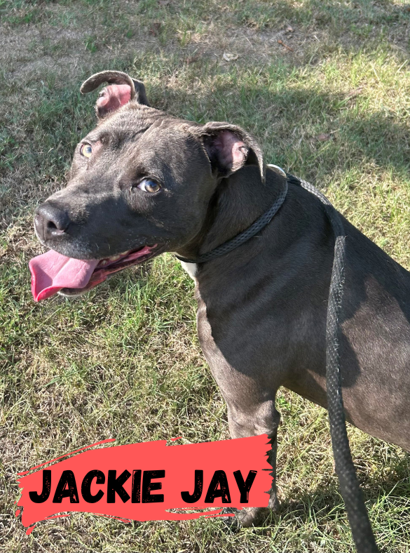 Official Website of Benton Arkansas - Animals Looking For Their Forever ...