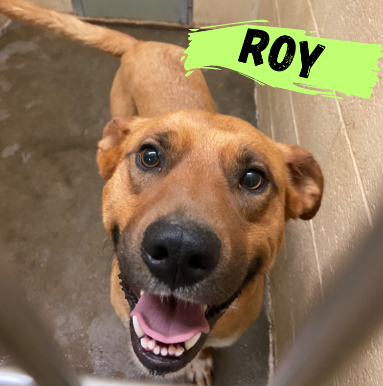 Official Website of Benton Arkansas - Animals Looking For Their Forever ...