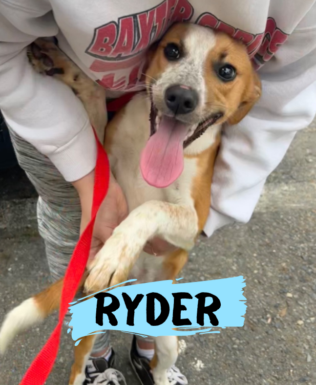 Official Website of Benton Arkansas - Animals Looking For Their Forever ...