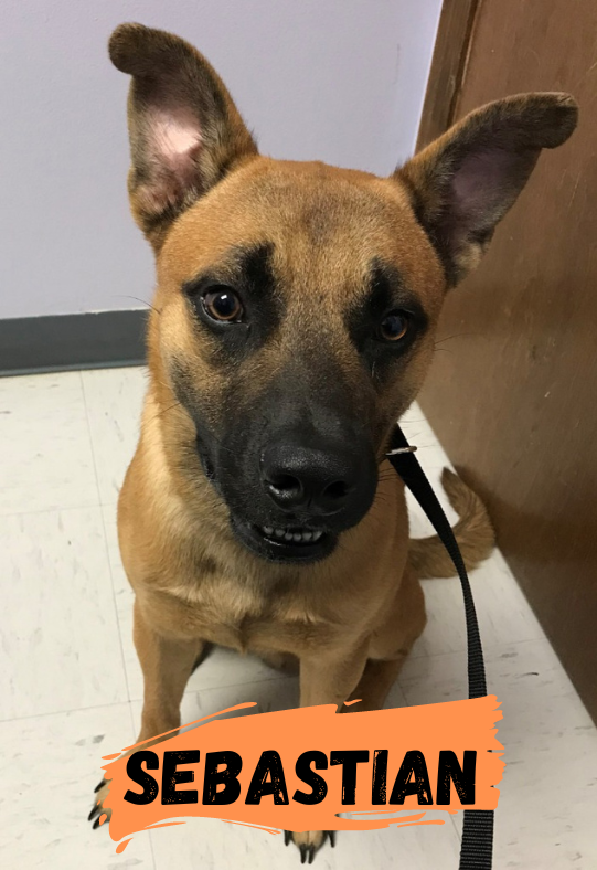 Official Website of Benton Arkansas - Animals Looking For Their Forever ...