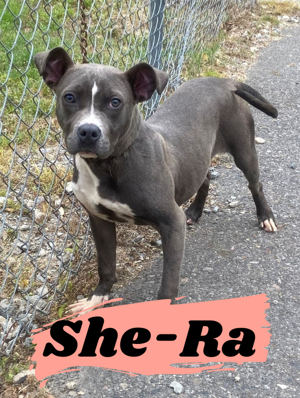 Official Website of Benton Arkansas - Animals Looking For Their Forever ...