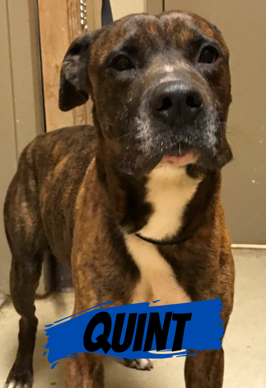 Official Website of Benton Arkansas - Animals Looking For Their Forever ...