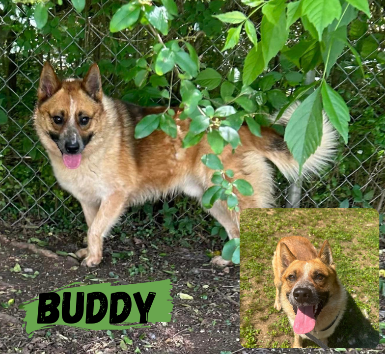 Official Website of Benton Arkansas - Animals Looking For Their Forever ...