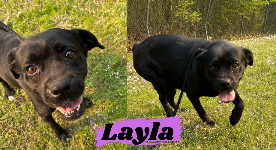 Official Website of Benton Arkansas - Animals Looking For Their Forever ...