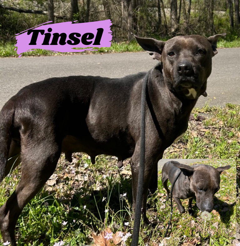 Official Website of Benton Arkansas - Animals Looking For Their Forever ...